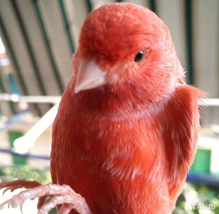 Элитные канарейки