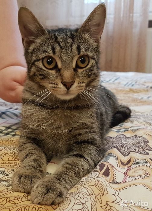 Полосатая кошечка Полина ищет хозяев