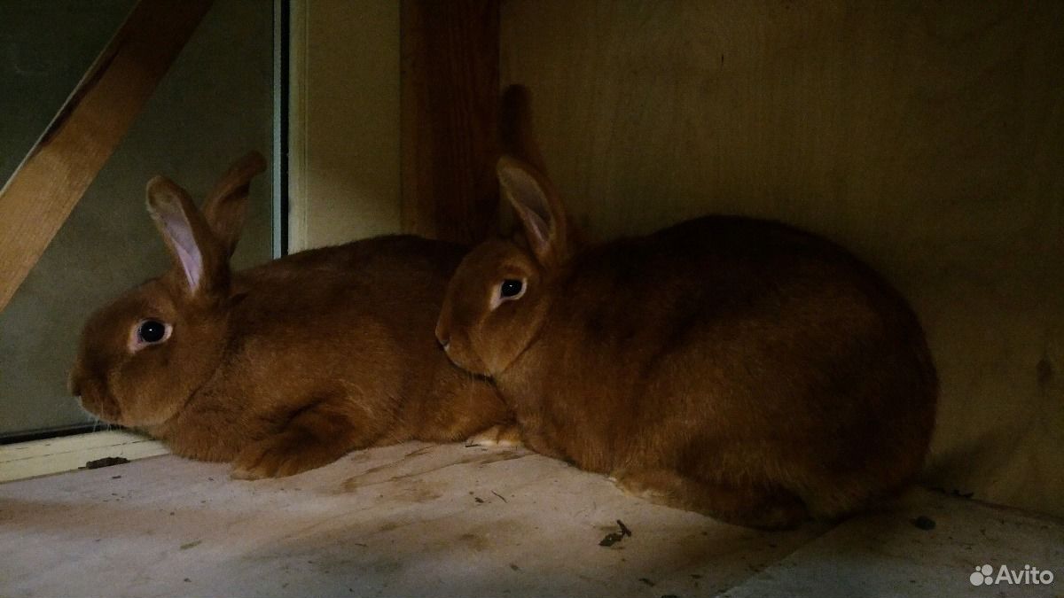 Мясные кролики нзк