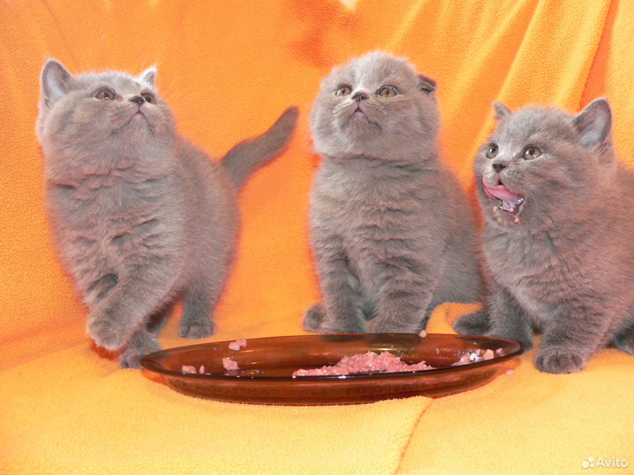 Мордастики щекастики