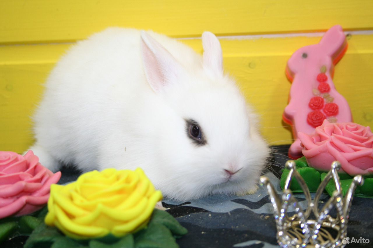 Бени и другие карликовые крольчата, с прививками