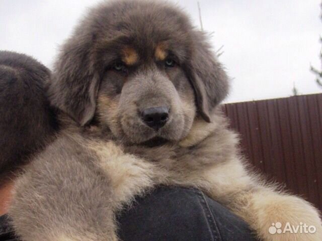 Мастиф