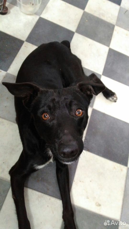 Ищет дом небольшой песик Карай