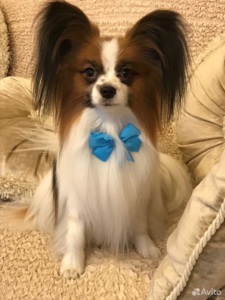 Чемпион-папийон для вязки. Заведи себе щенят