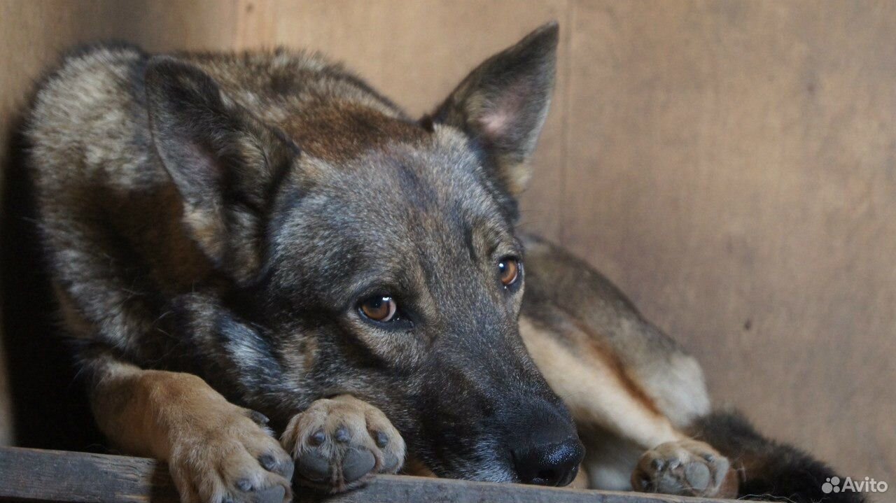 Артур ищет дом