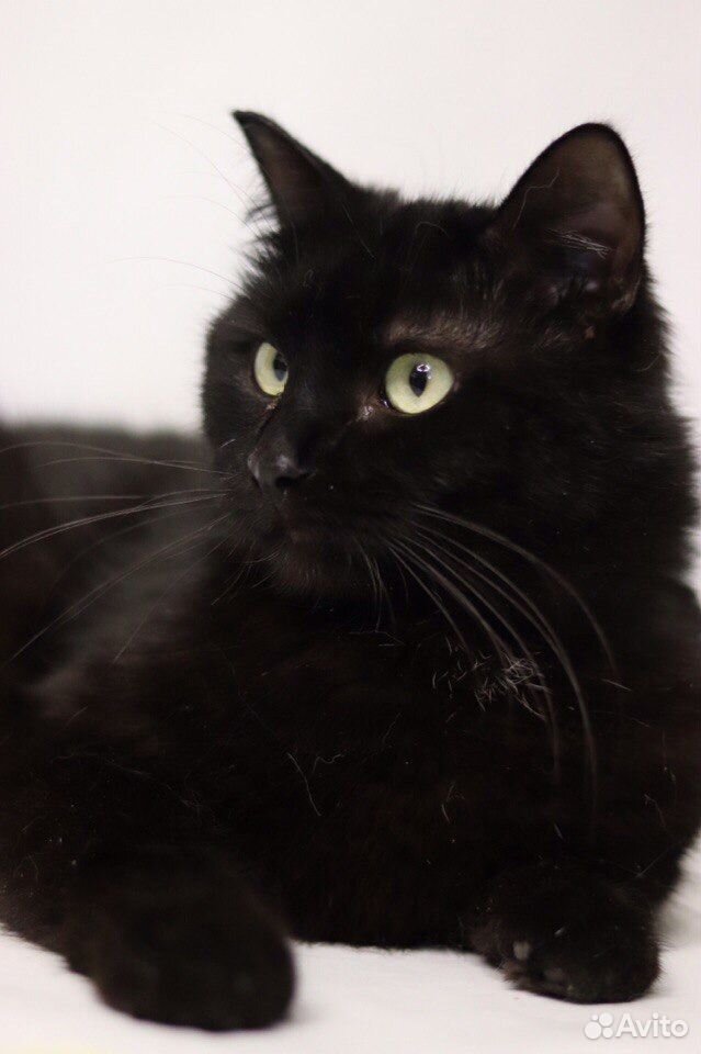 Брутальный красавчик Феллини