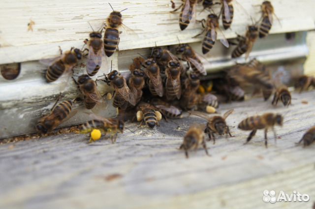 Продам пчелосемьи среднерусской породы