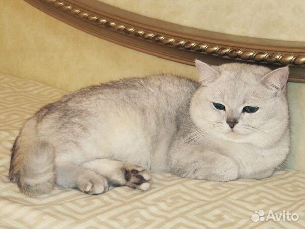 Серебристая Шиншилла Кот Для Вязки.Котята