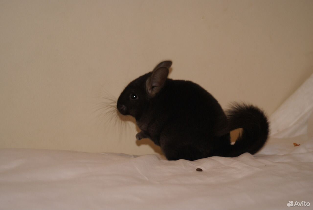 Шиншилла мальчик темный эбони+пастель