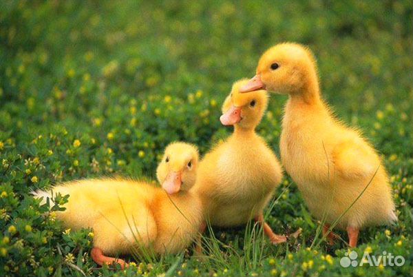 Утята Благоварские (суточные кросс быстрорастущий)