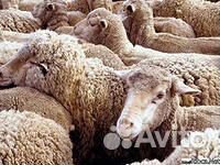 Бараны и овцы