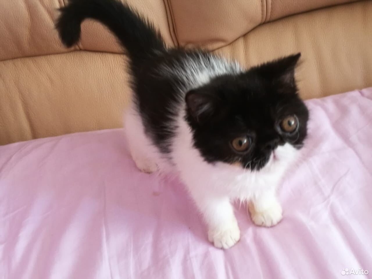 Экзотический задорный котик