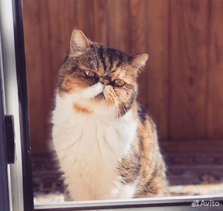 Отдам в добрые руки кота Экзота