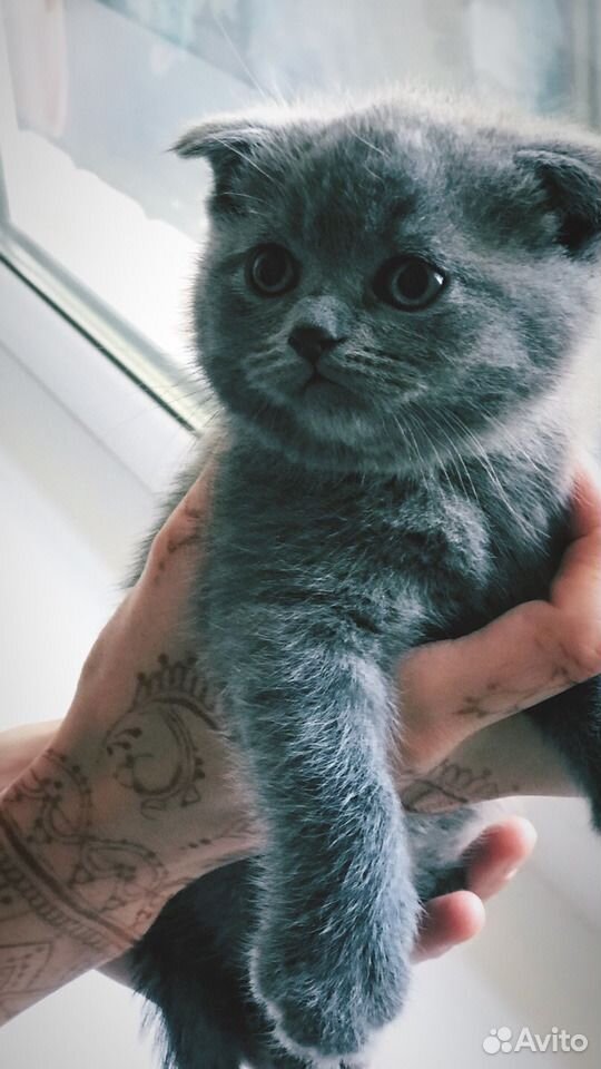 Британская вислоухая кошечка