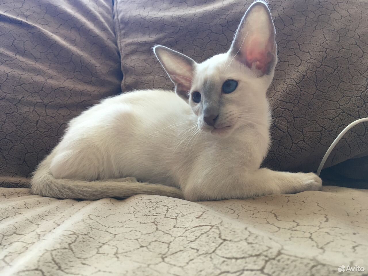 Ориентальные котята