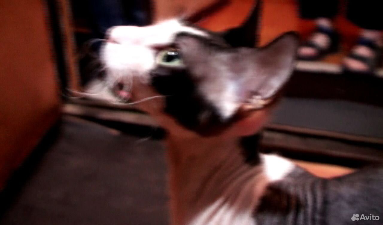 Человеку, способному жертвенно любить