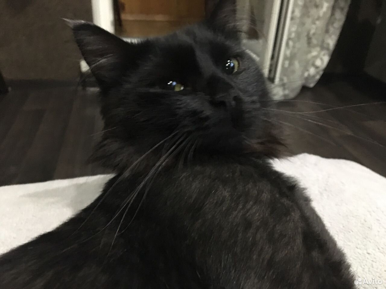 Котомальчик ищет добрые ручки