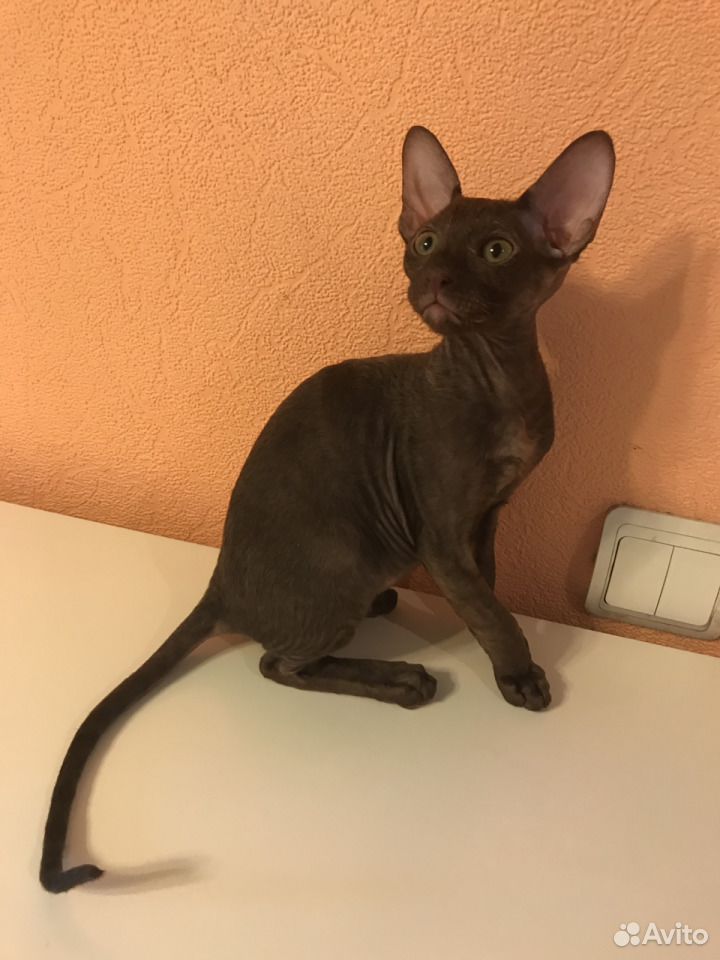 Котёнок 3 мес