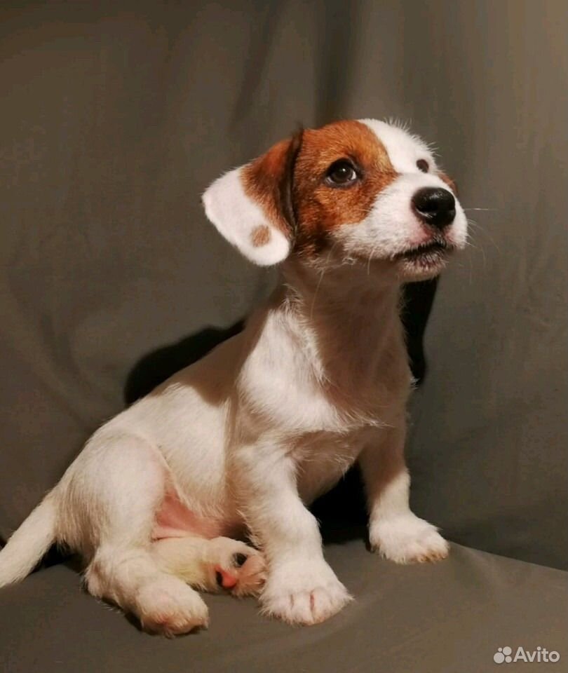 Лапочка Британи