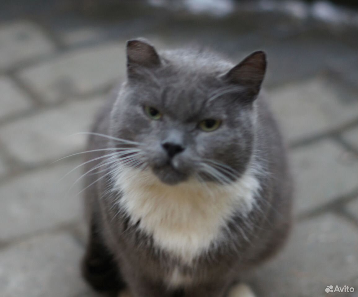 Ласковая Дымка, стерилиз, 2 годика. Приют