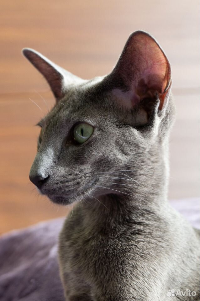 Ориентальная кошечка 9 месяцев