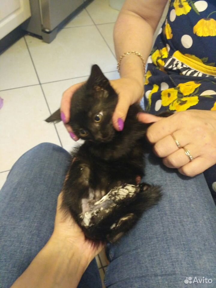 Несчастный котенок испачканный в краске 1.5 месяца