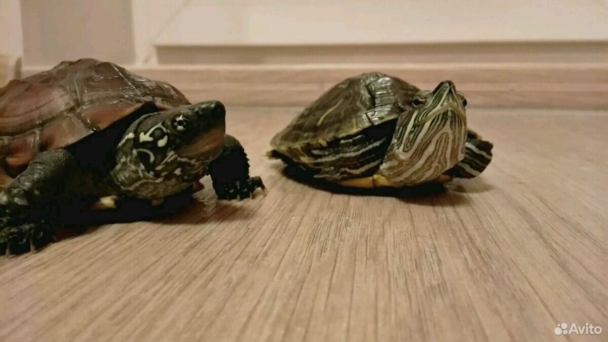 Красноухие черепахи