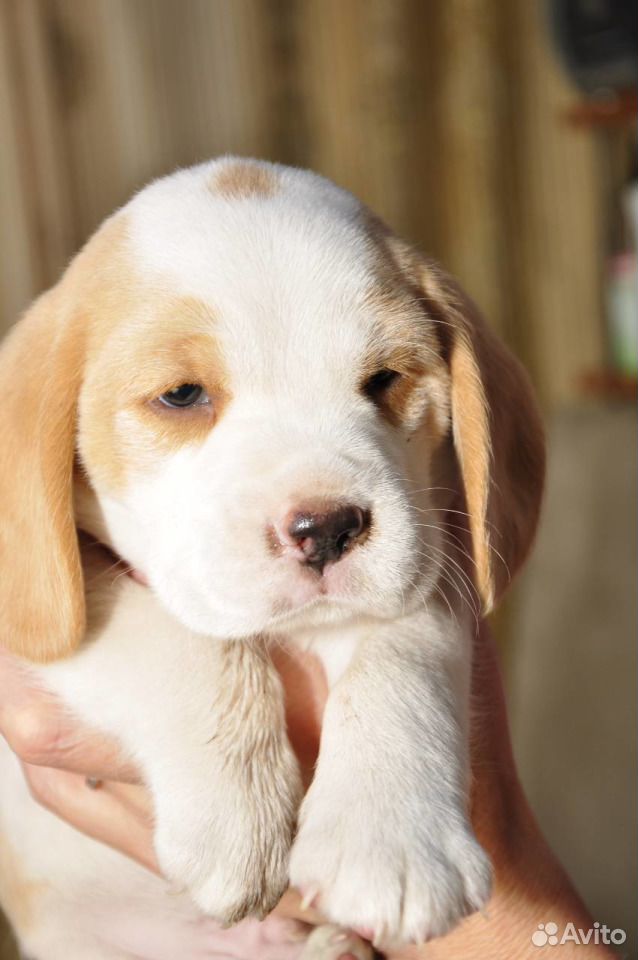 Щенок бигль, биколор мальчик