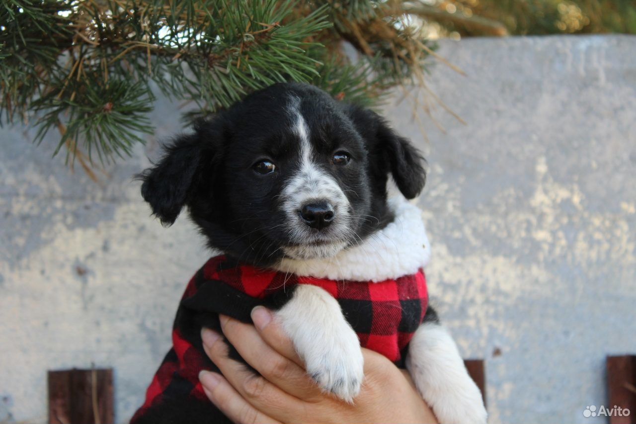 Милые щенята в добрые руки