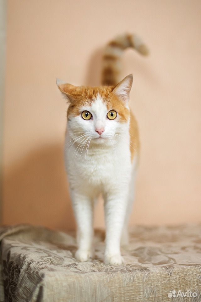 Рыжий котик Тедди