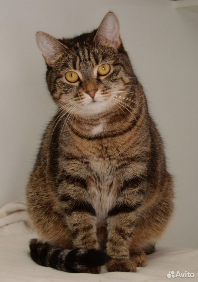 Кошка Люсенька ищет дом