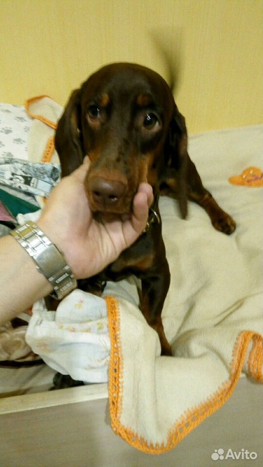 Шоколадный такс ищет девочку