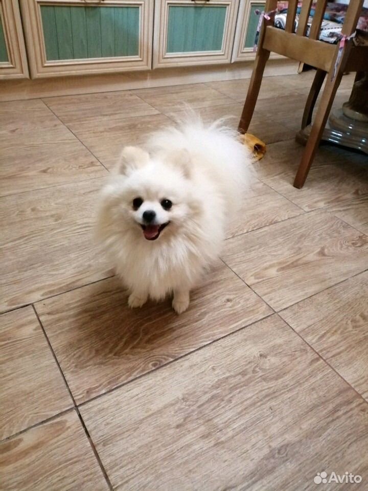 Кремовый шпиц вяzка