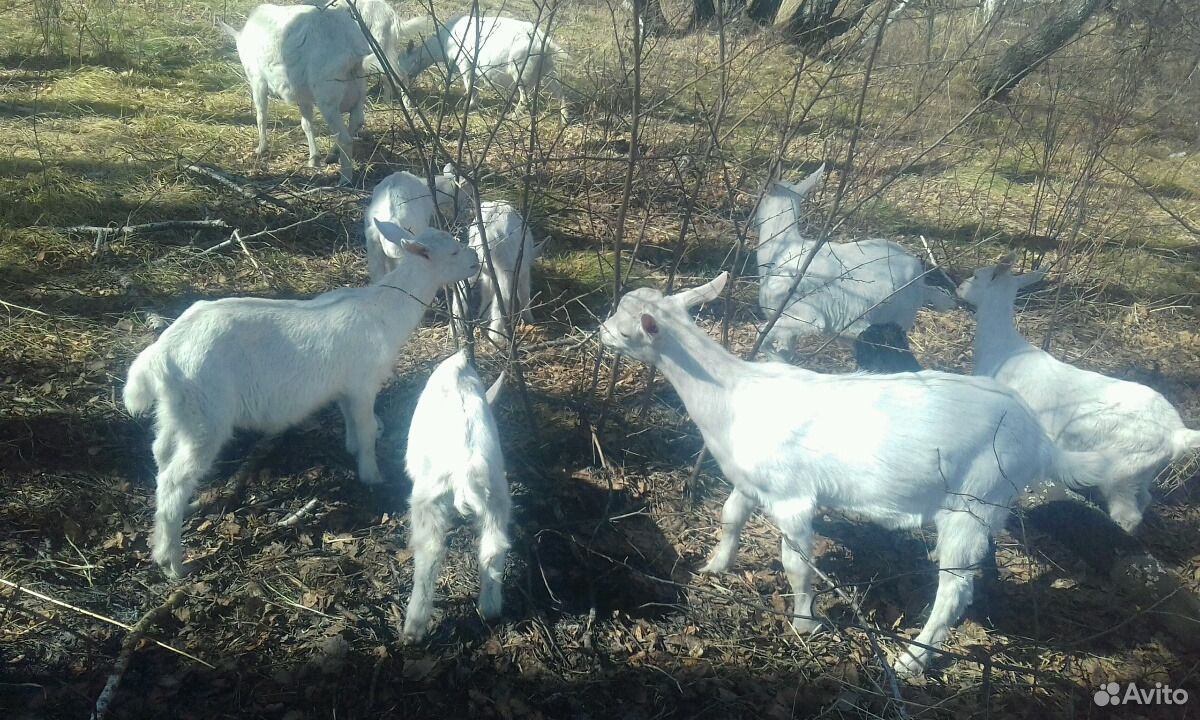 Зааненские козочки. Обмен, продажа