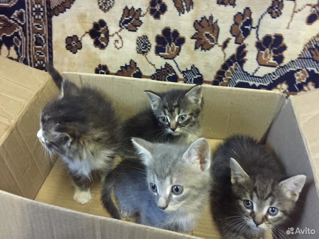 Малыши котята мальчики и девочки, 1 мес