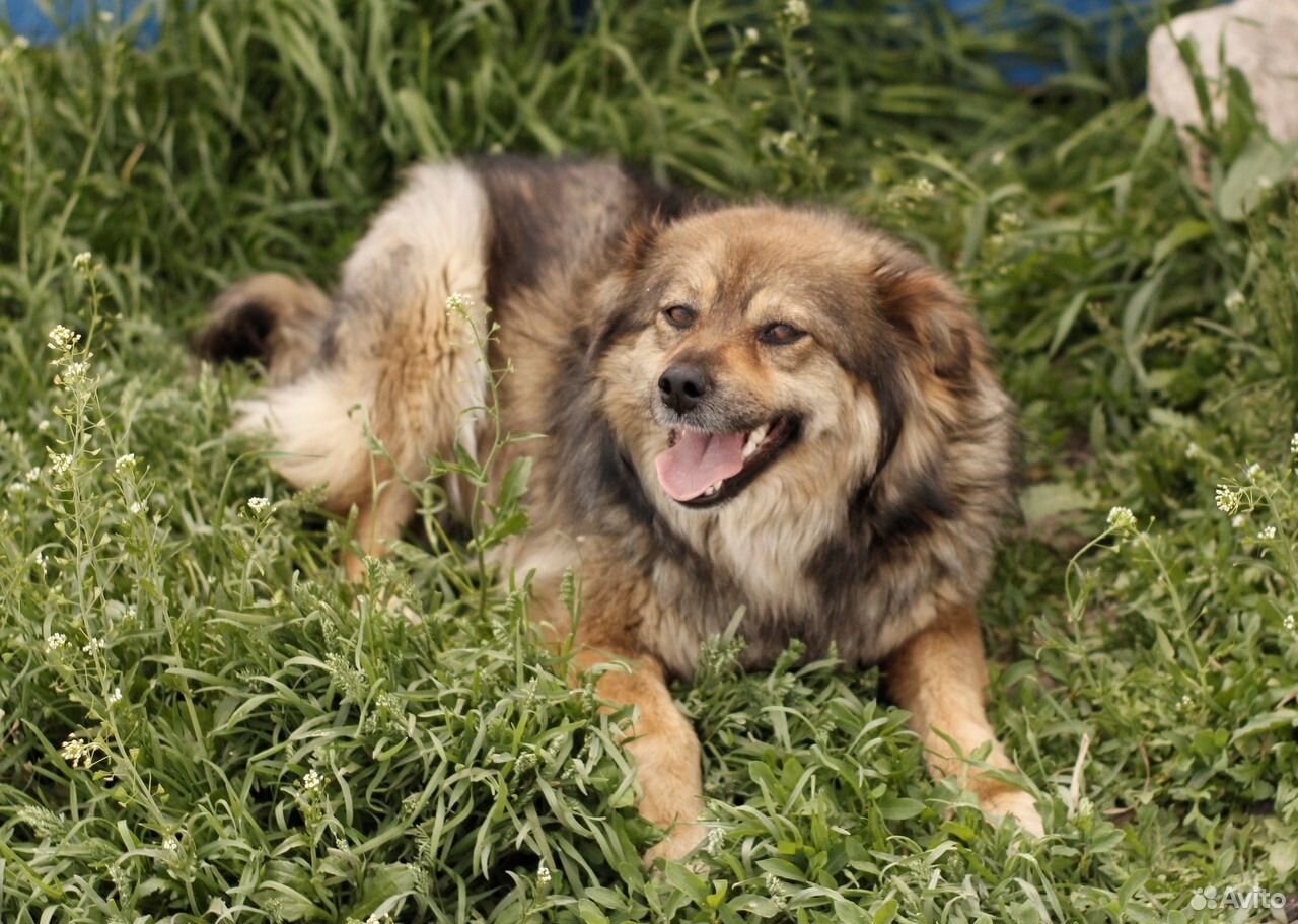 Ищет дом некрупная собачка Барни