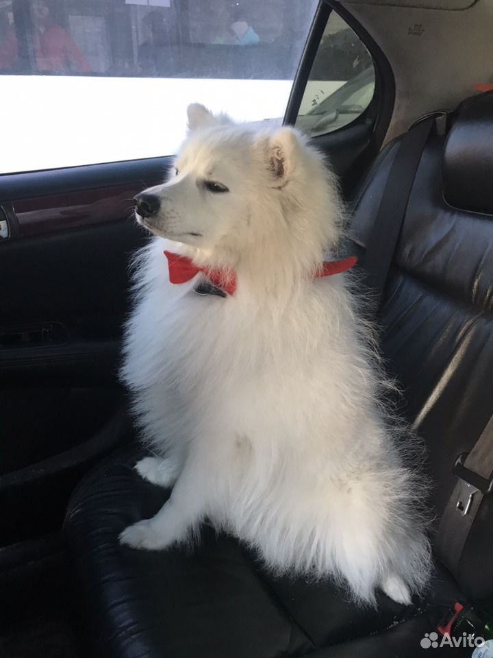 Японский шпиц