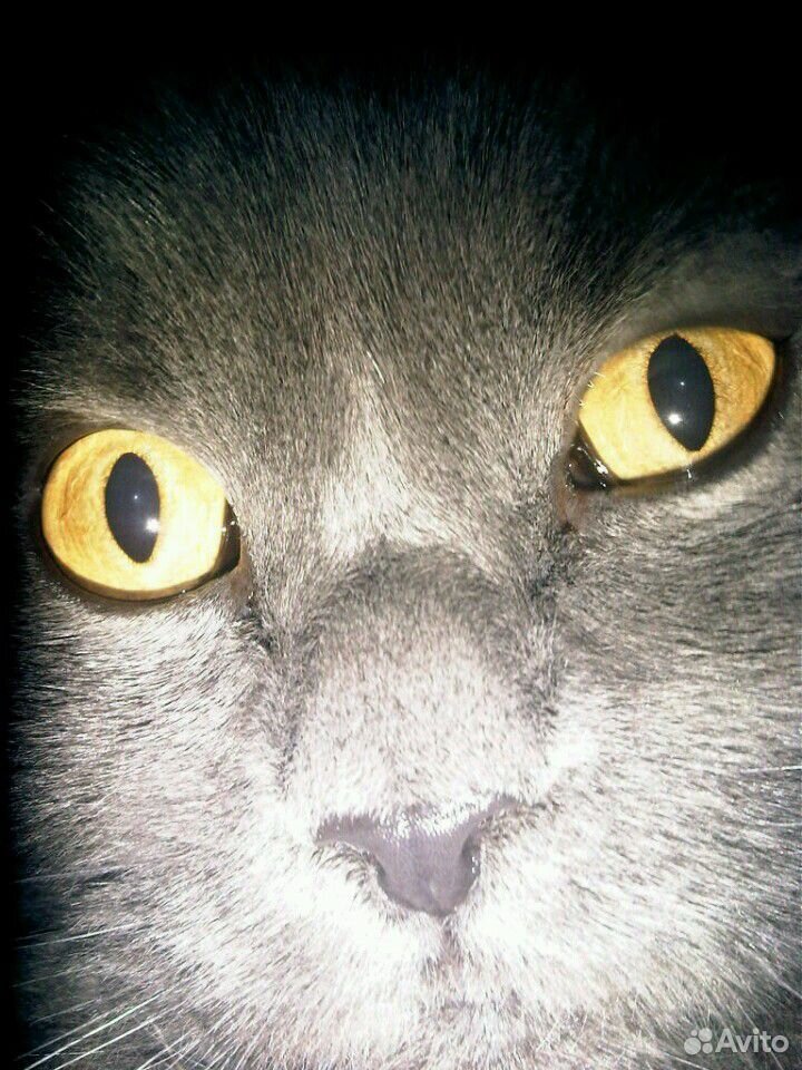Отдаем Британскую длинношерстную голубую кошку в х