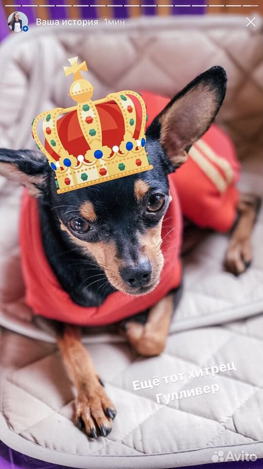 Вязка Той-терьер