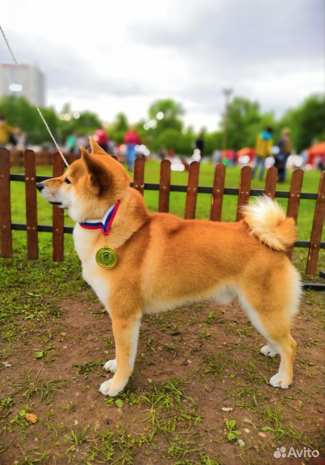 Кобель сиба ину для вязки
