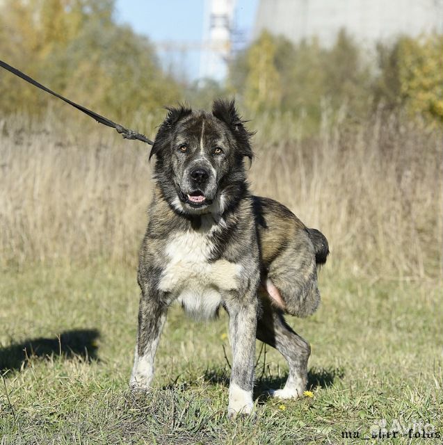 Тиграш - эксклюзивный алабай в дар