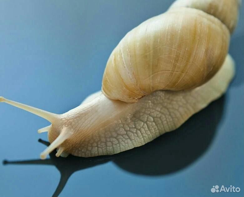 Улитки ахитин