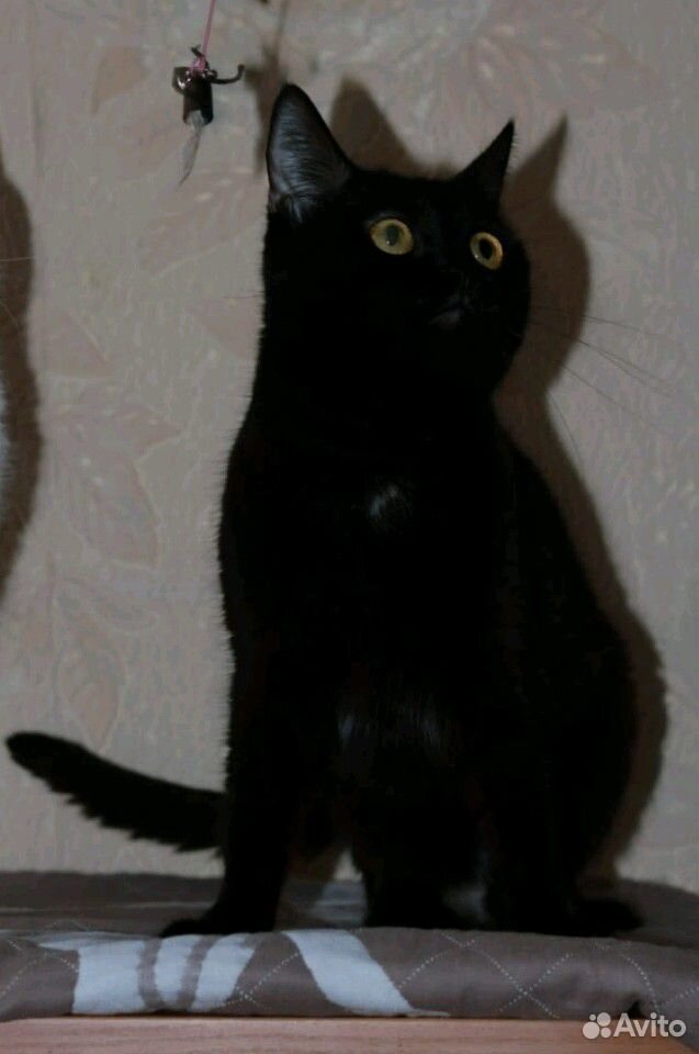 Интеллигентная Фанни в добрые руки