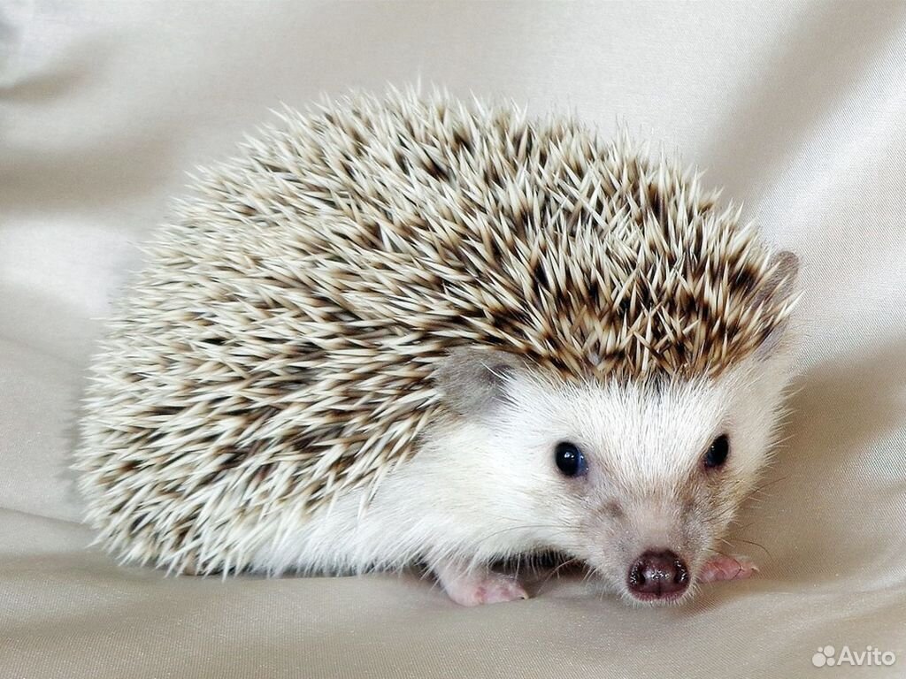 Африканский ёжик