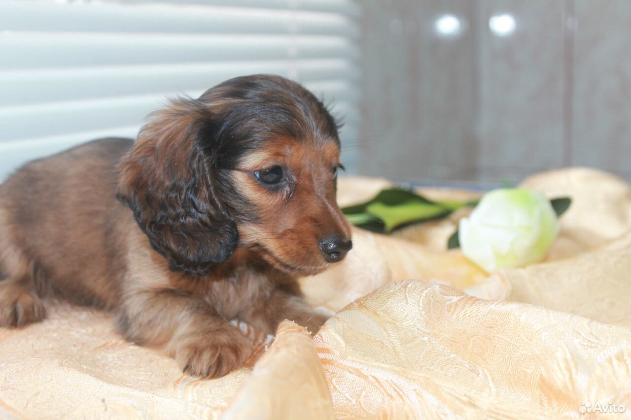 Супер мини такса