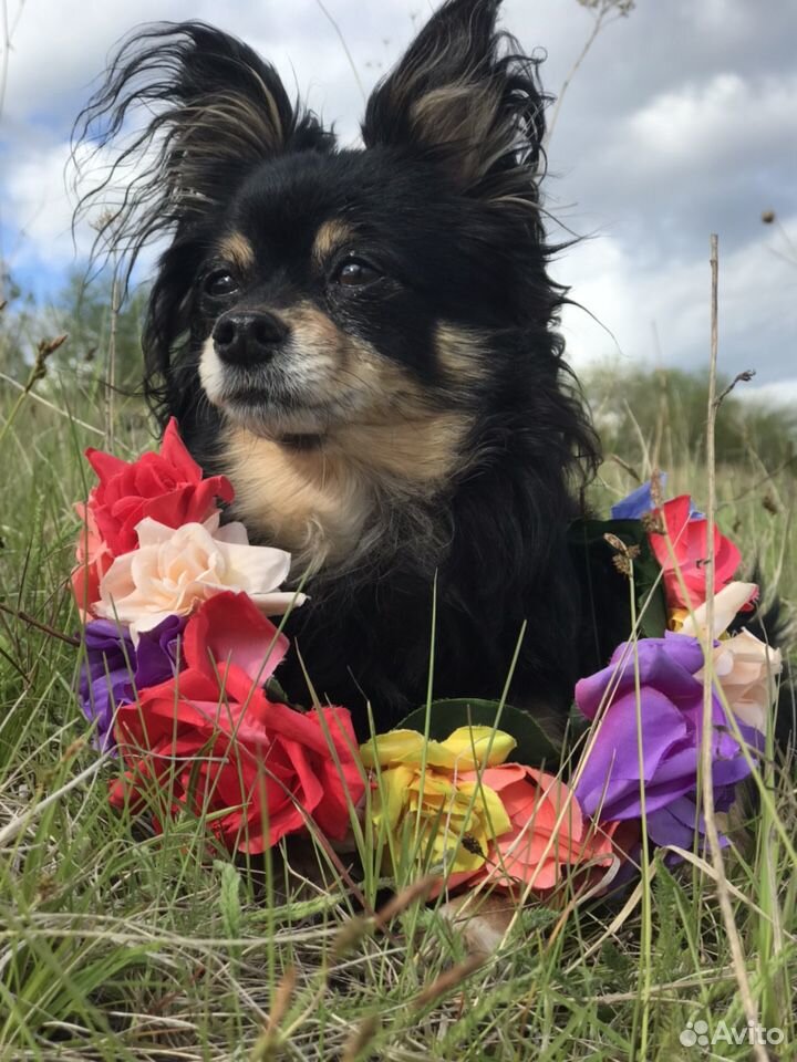 Той-терьер вязка