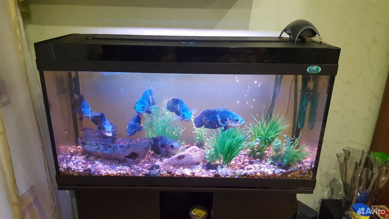 Продаю аквариум