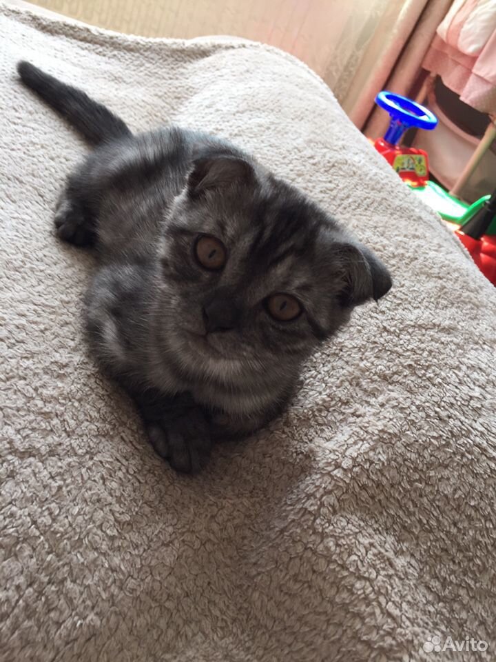 Вислоухая кошечка