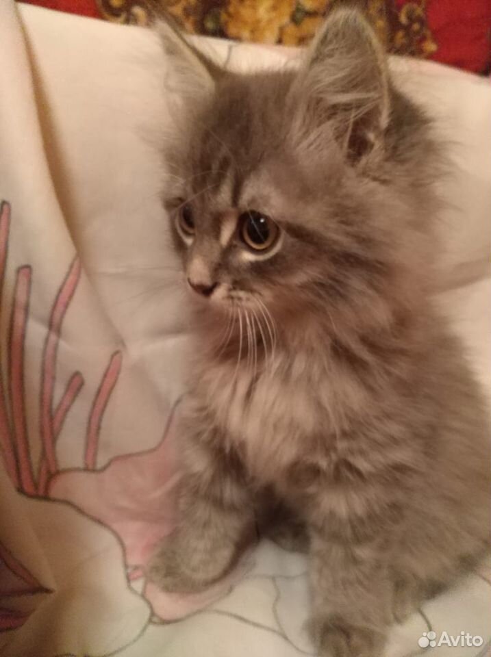 Красавчик - маленький серый пушистый мальчик 2 мес