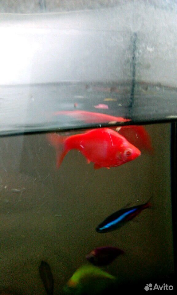 Барбус красный